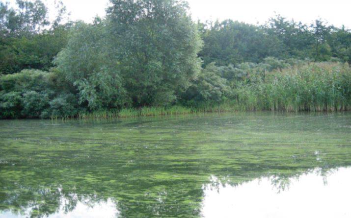 Warnung vor Blaualgen im Muldestausee Warnung vor Blaualgen im Muldestausee